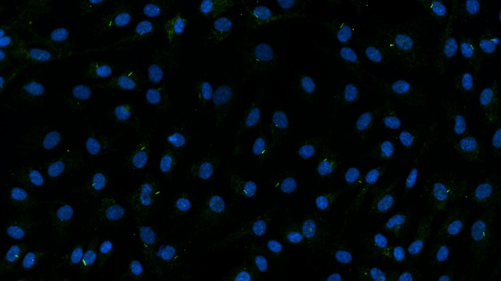 Nervous System - BiCell Blue