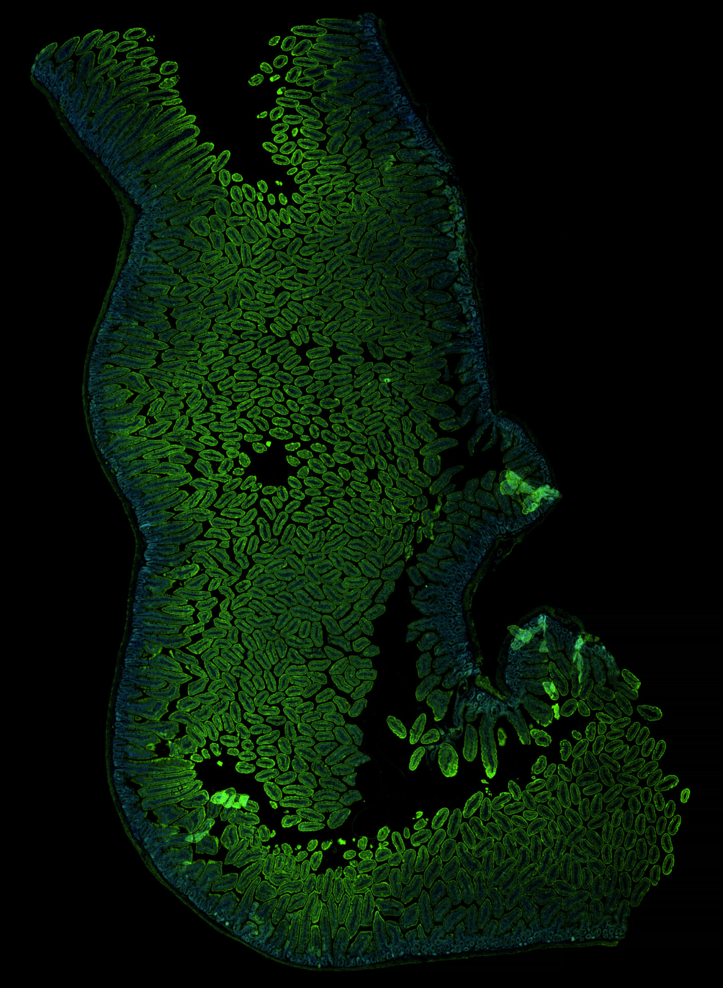 Mouse small intestine section labeled with Lgr5 antibody - BiCell Blue