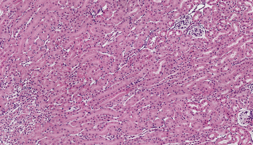 Mouse kidney stained with H&E - BiCell Blue